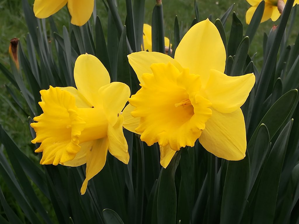 Daffodils in bloom – Ivinghoe & Pitstone Village Website